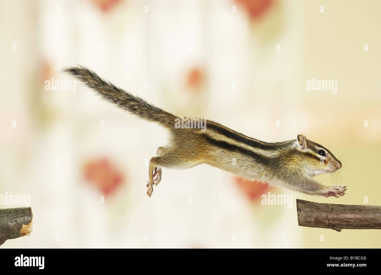 Siberian chipmunk - jumping Stock Photo - Alamy
