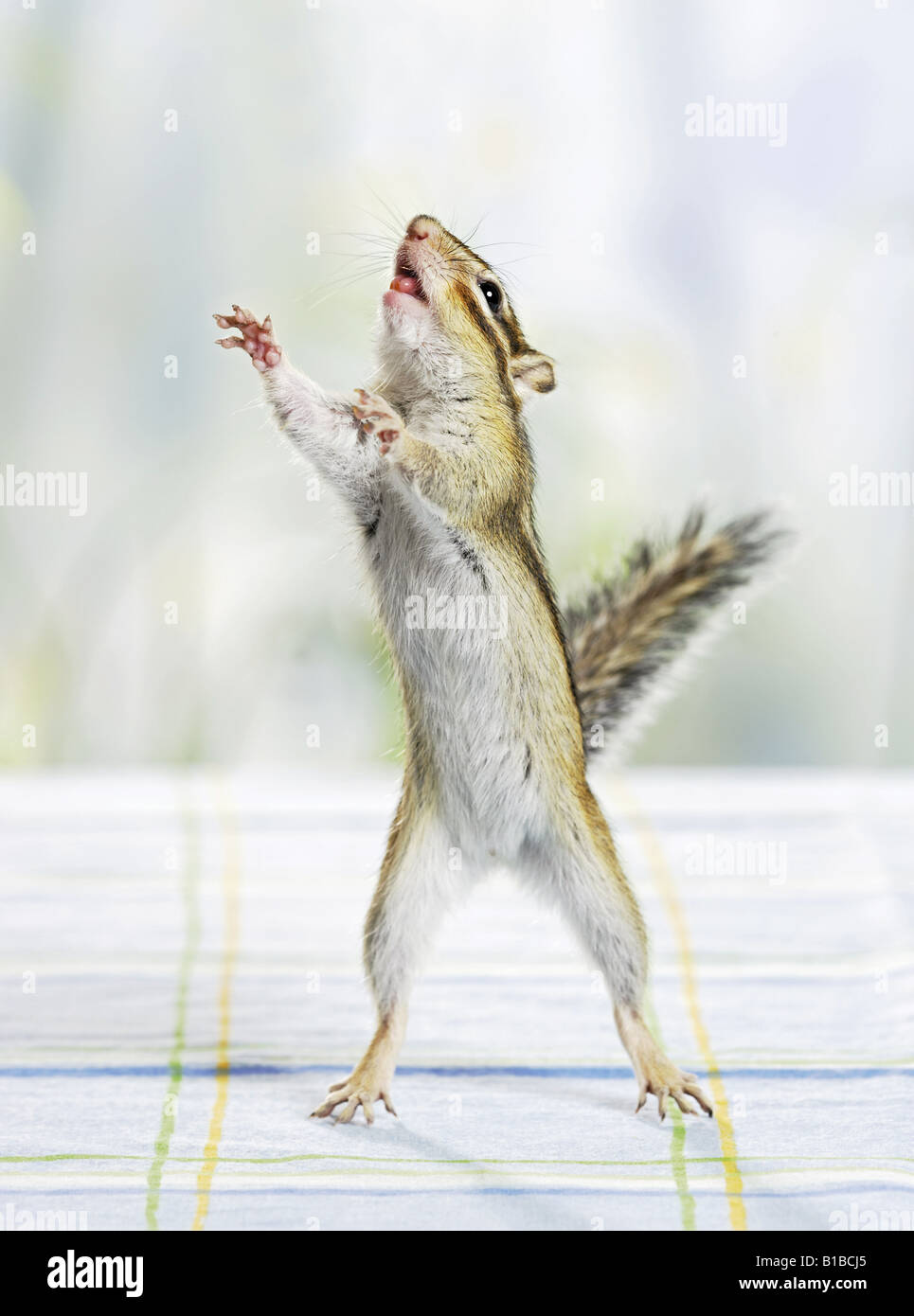 Siberian chipmunk - standing Stock Photo - Alamy