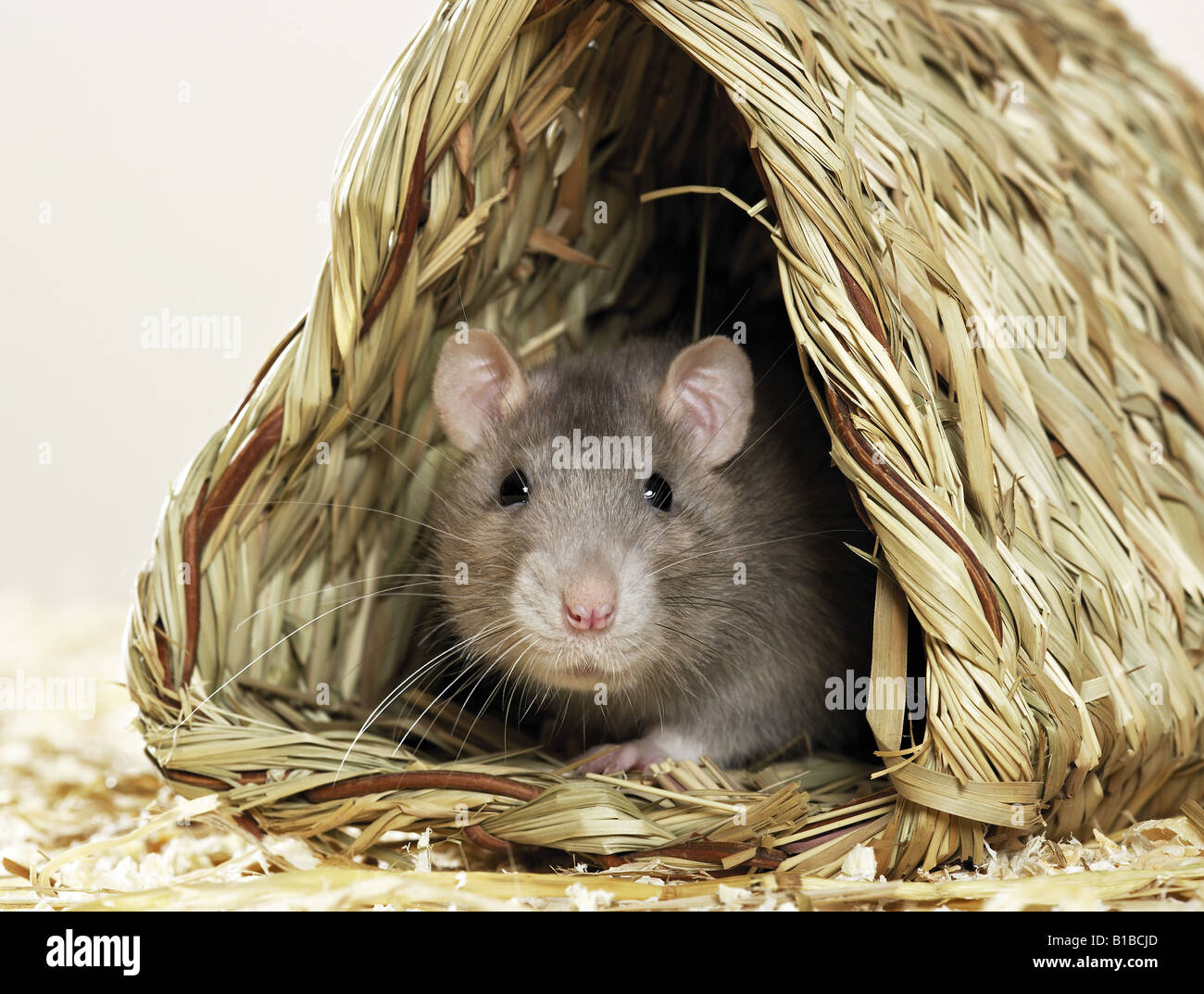 Rats cave hi-res stock photography and images - Alamy