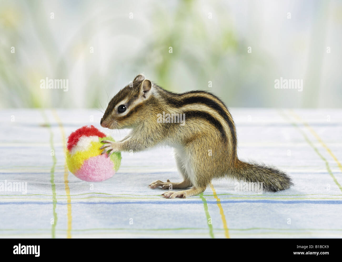 Siberian chipmunk - playing Stock Photo - Alamy