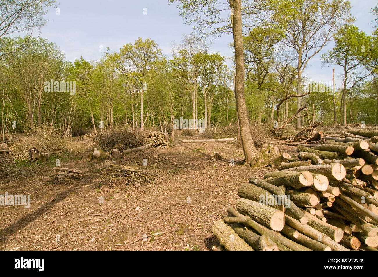 Coppicing woodland hi-res stock photography and images - Alamy