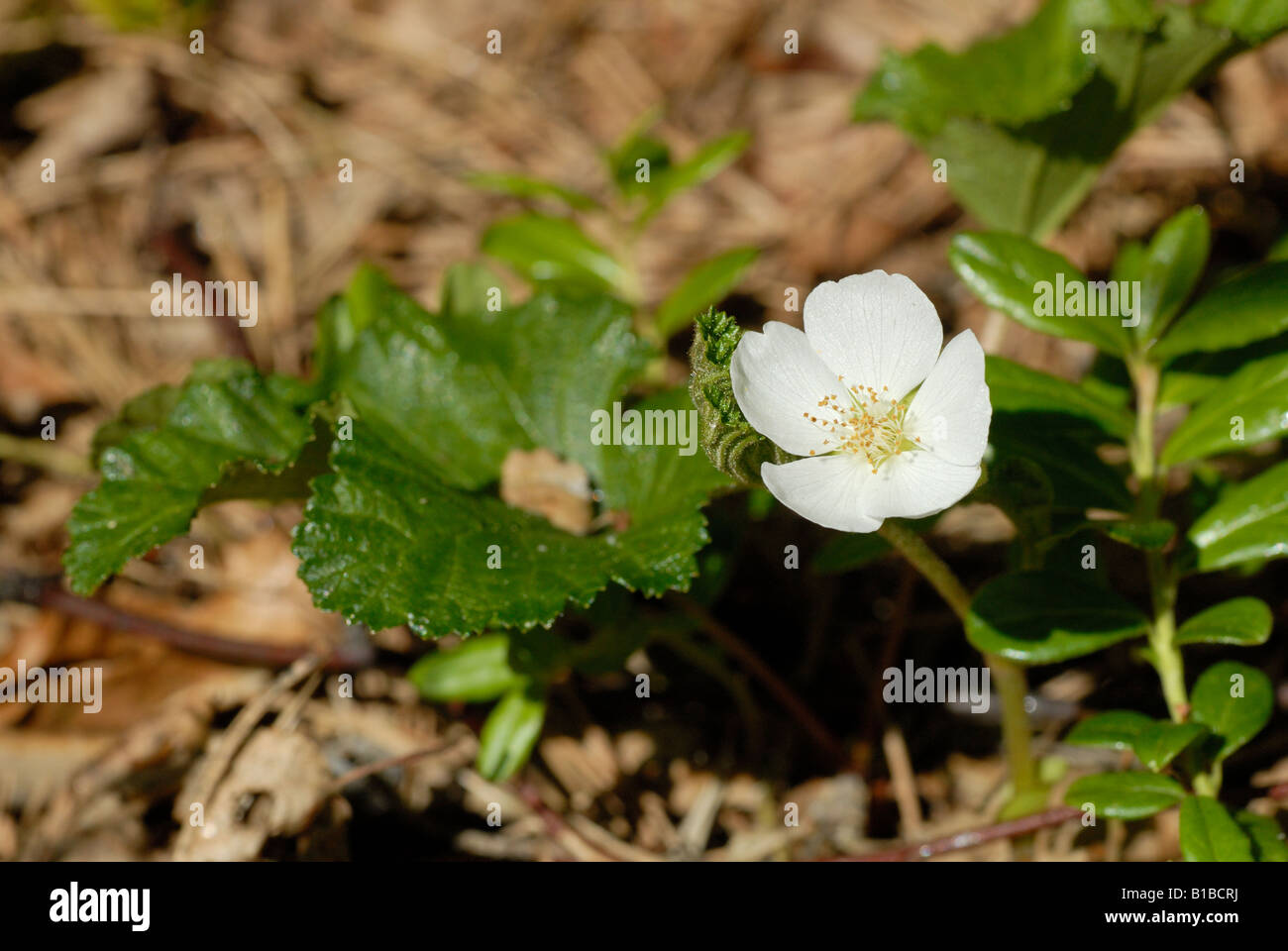 Flowering Cloudberry (Rubus chamaemorus Stock Photo - Alamy