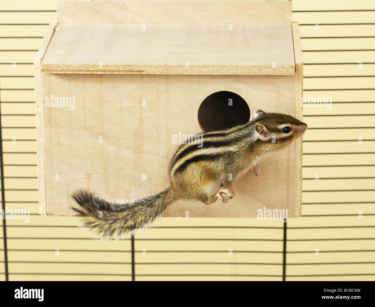 Chipmunk in the cage hi-res stock photography and images - Alamy
