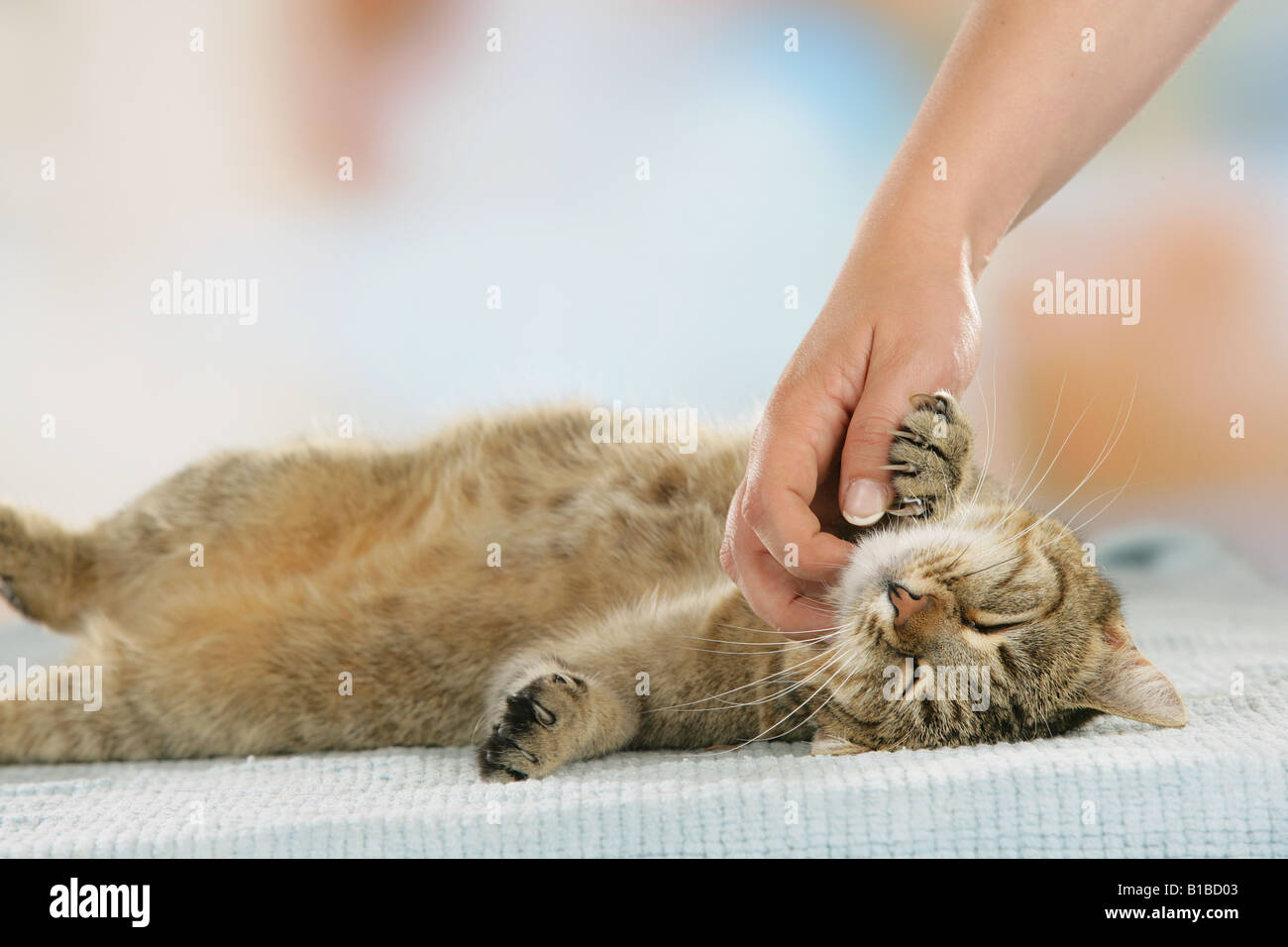 domestic cat being crawled Stock Photo - Alamy