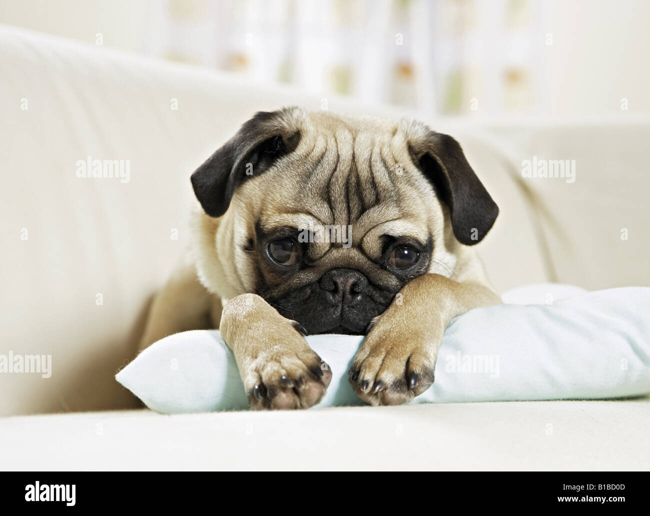 Pug lying on a pillow Stock Photo - Alamy