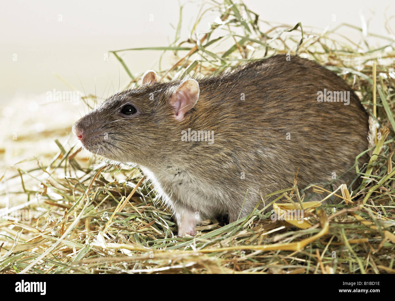 Fancy rat hi-res stock photography and images - Alamy