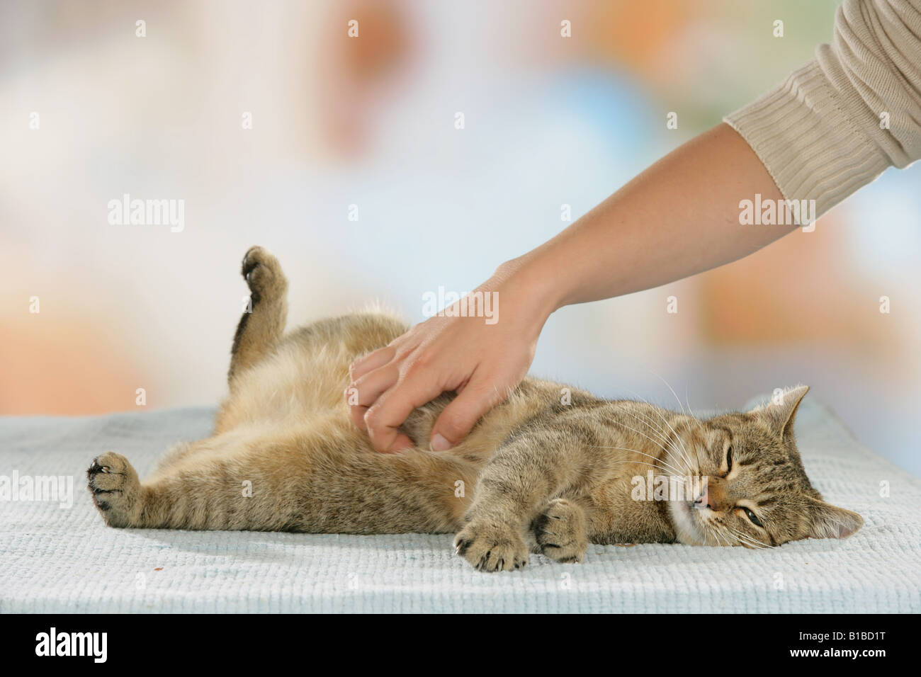 domestic cat being crawled Stock Photo - Alamy