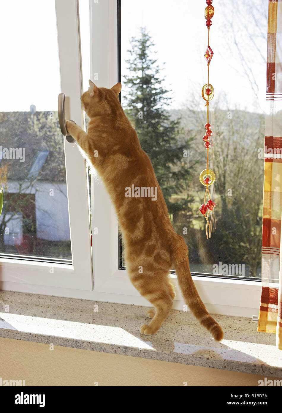 domestic cat at window Stock Photo - Alamy