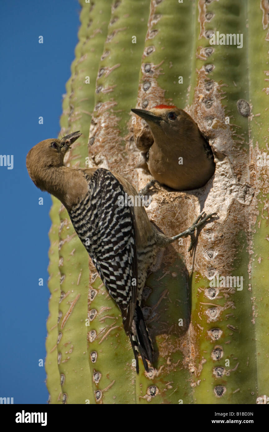 Gila woodpecker melanerpes uropygialis arizona desert sonoran desert az ...