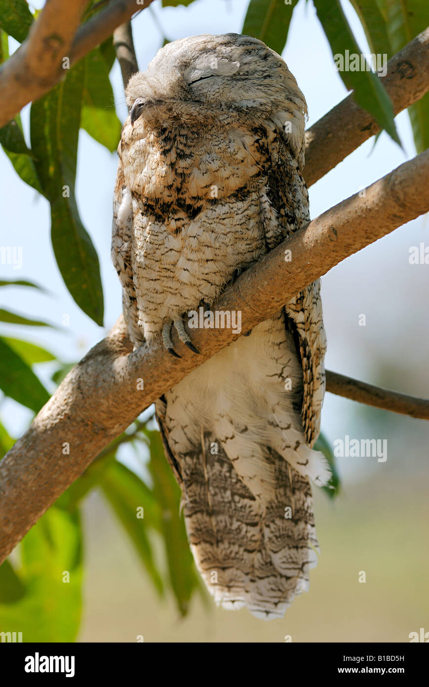 great potoo / Nyctibius grandis Stock Photo - Alamy