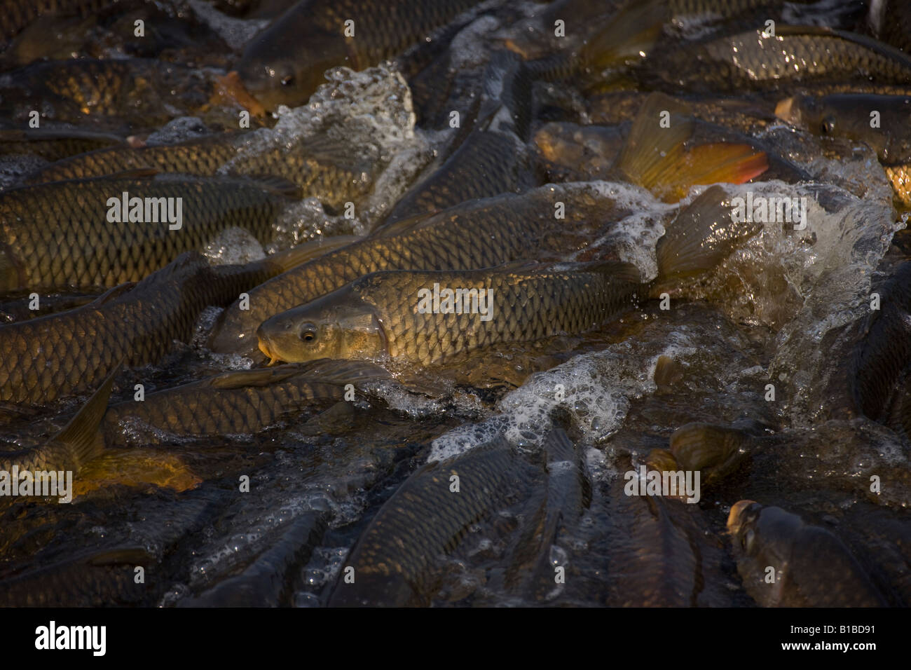 Carp (Cyrinus carpio) New York USA Swimming up channel from canal in ...