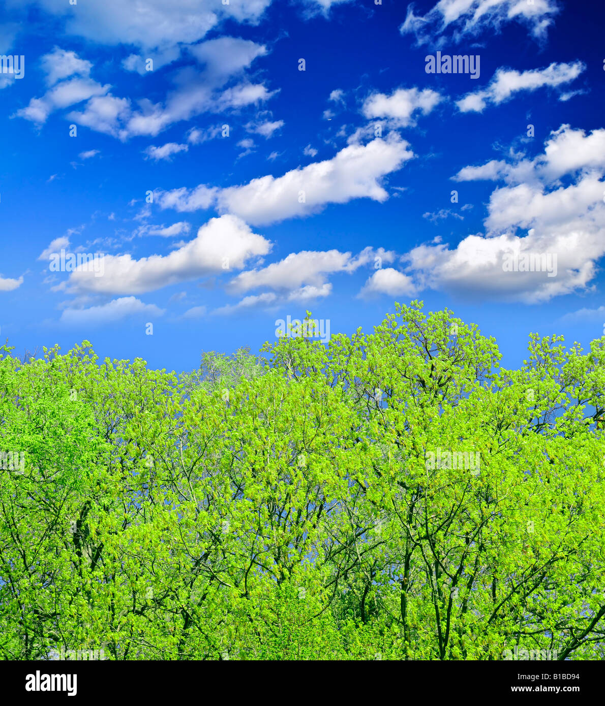 Spring forest with young foliage and blue sky Stock Photo - Alamy