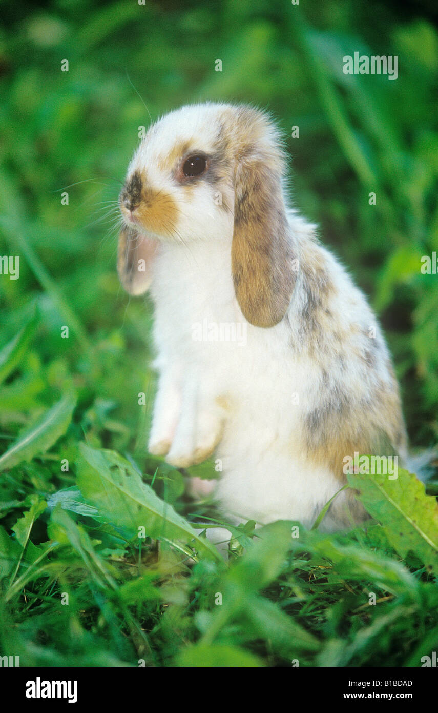 lop-eared dwarf rabbit on meadow Stock Photo - Alamy