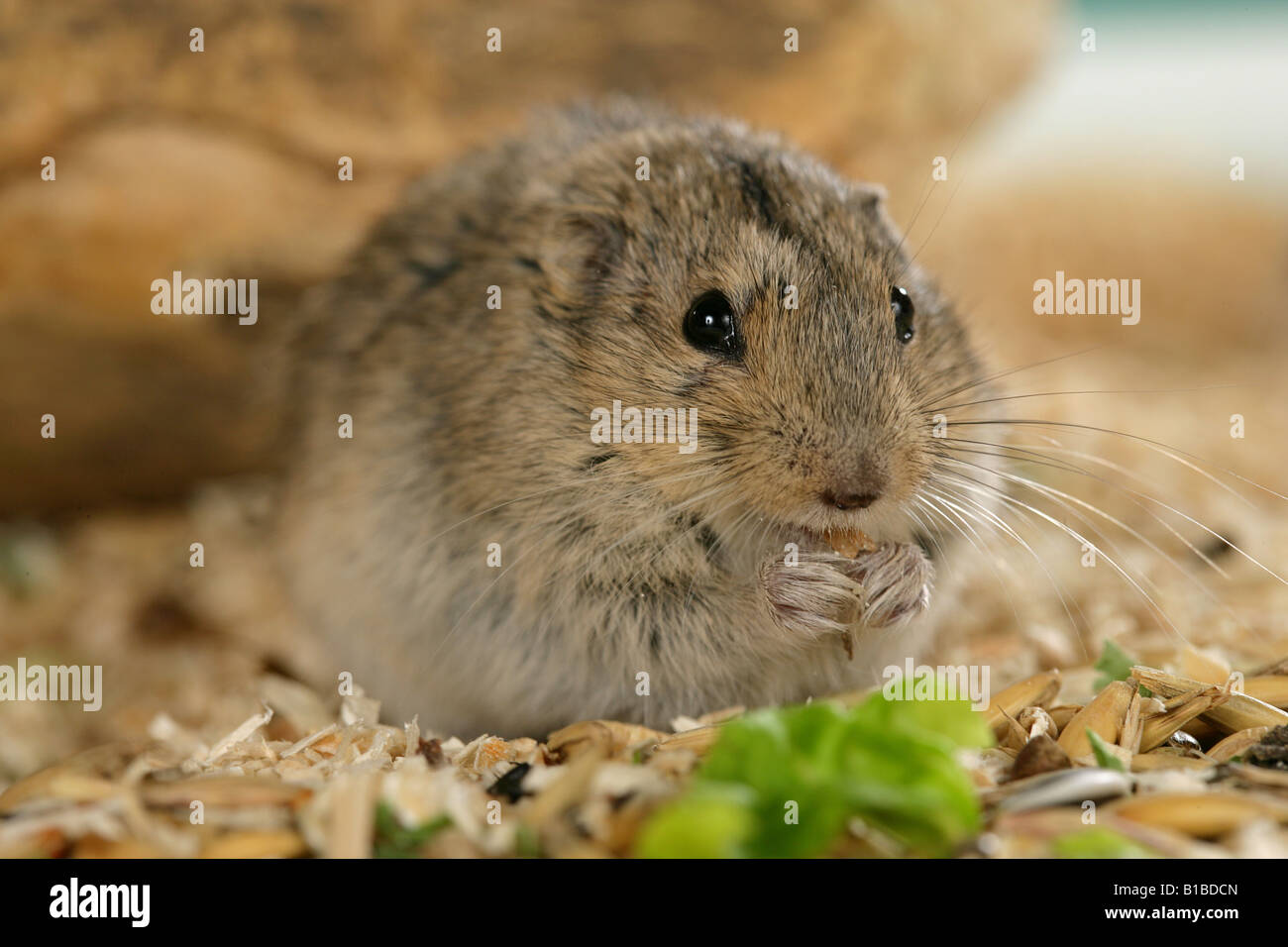 Lemming Eating High Resolution Stock Photography and Images - Alamy
