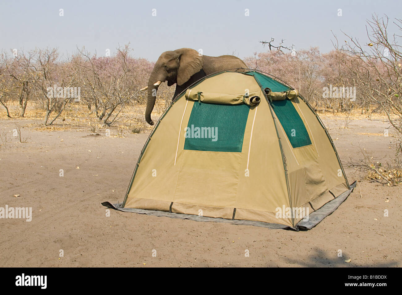 Elephant next hi-res stock photography and images - Alamy