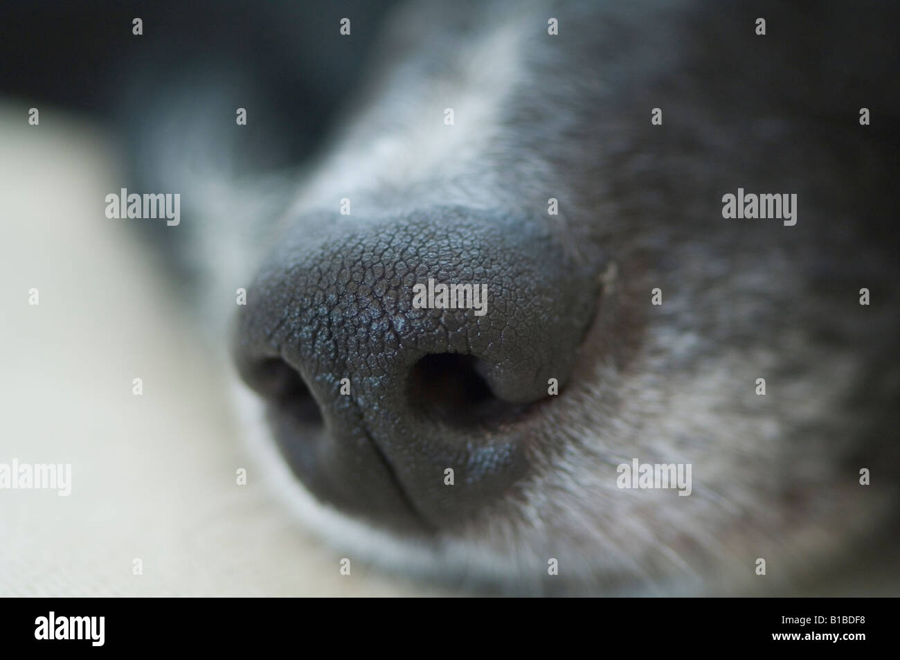 Close up of a dog's nose Stock Photo - Alamy