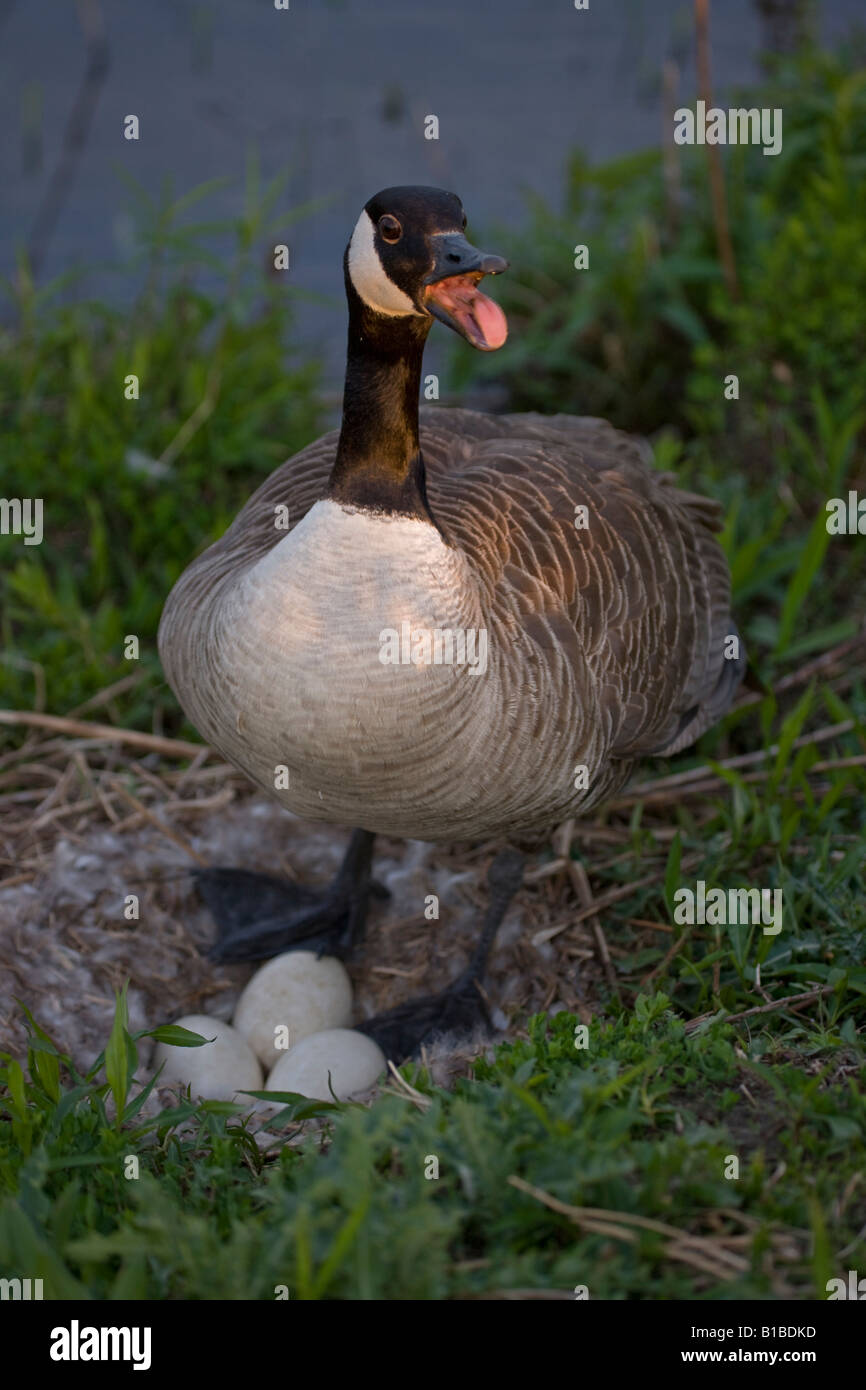Canada Goose (Branta canadensis) Mother on nest with eggs - calling ...