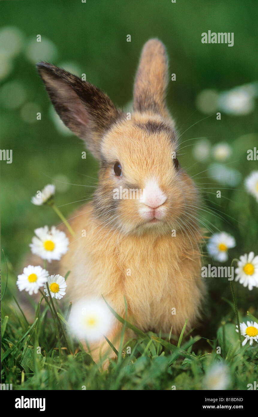 young rabbit on meadow Stock Photo - Alamy
