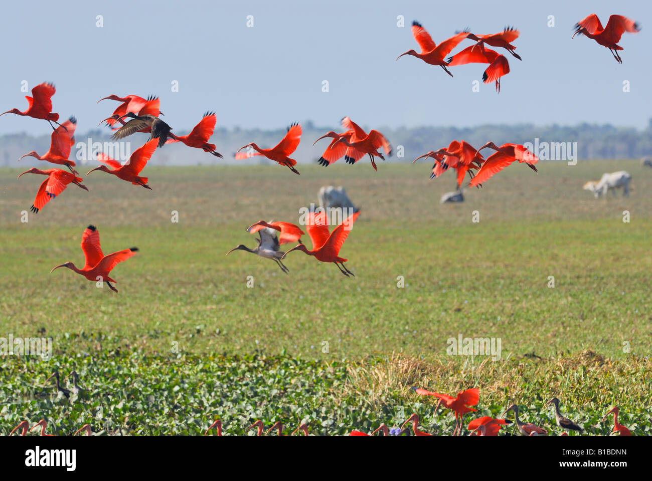 Scarlet Ibis (Eudocimus ruber), flock in flight Stock Photo - Alamy