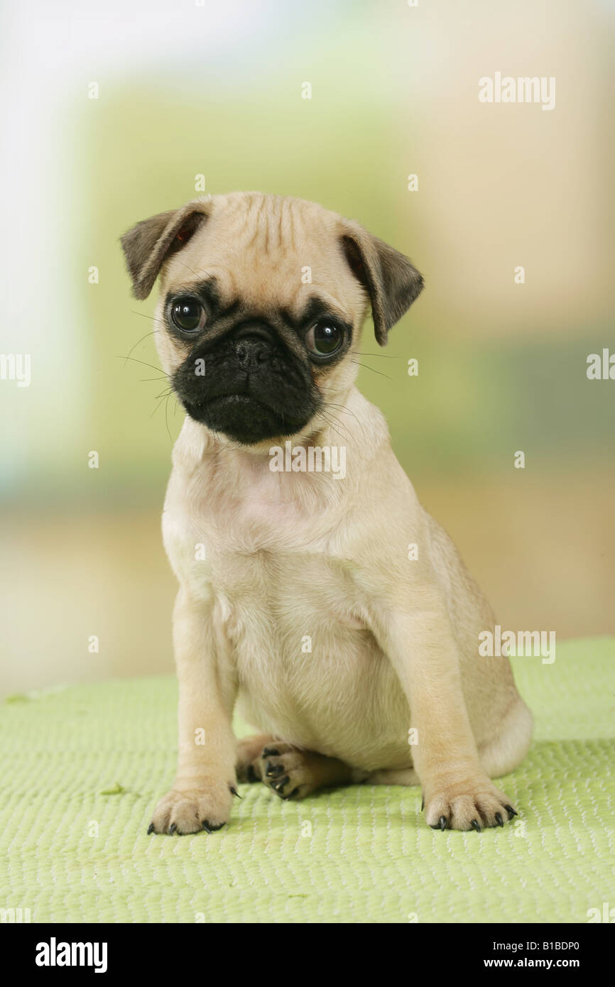 Pug - cub - sitting Stock Photo - Alamy
