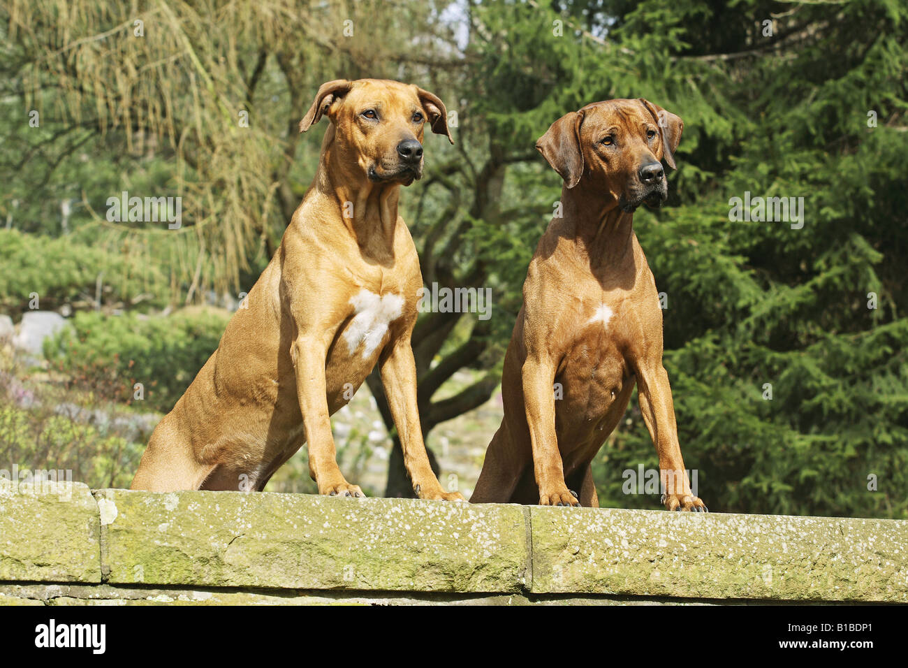 two rhodesian ridgebacks - standing on wall Stock Photo - Alamy