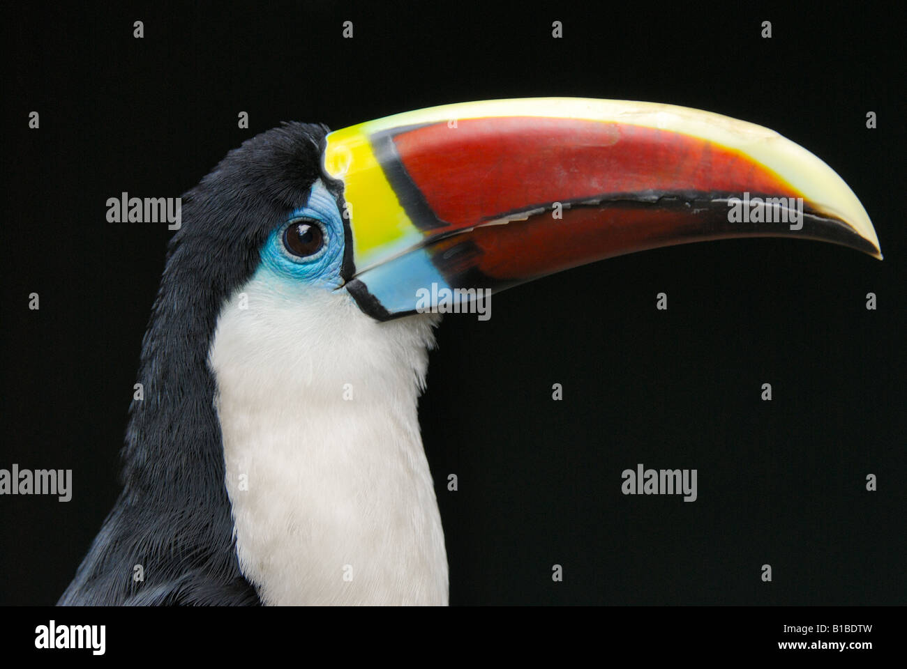 White-throated toucan - portrait / Ramphastos tucanus Stock Photo - Alamy