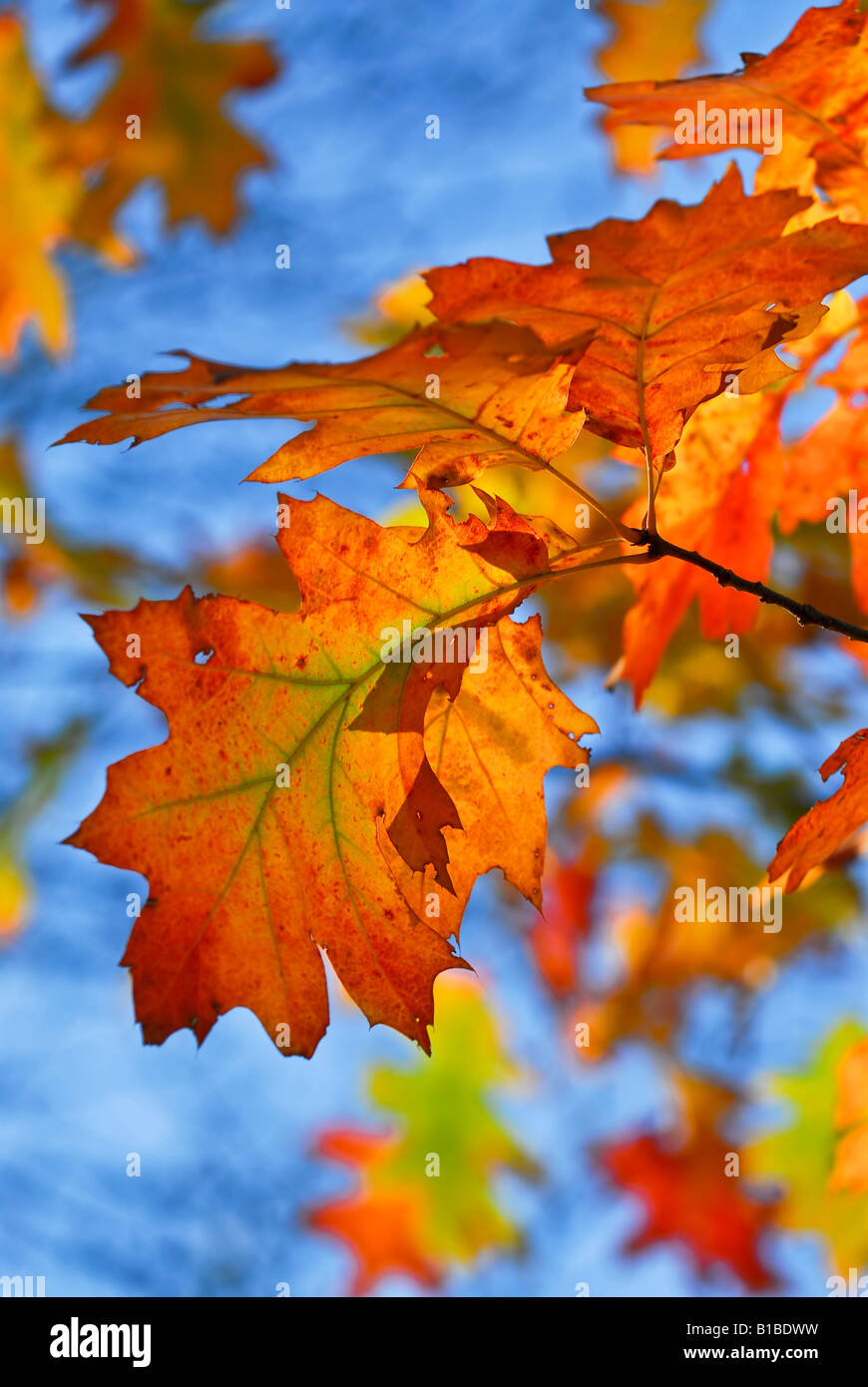 Autumn oak leaves of bright fall colors close up Stock Photo - Alamy