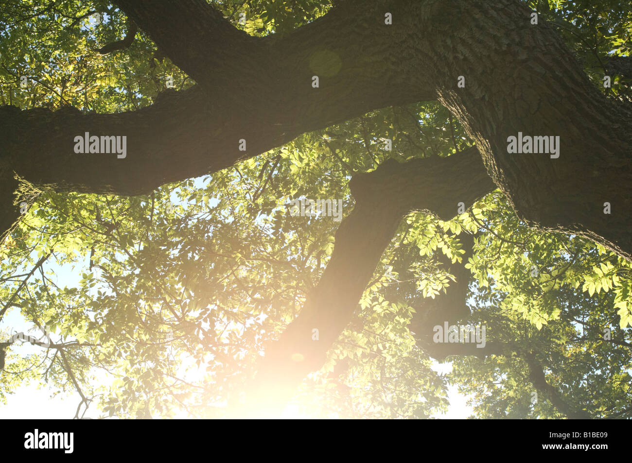 Sunlight through a tree in a wood in Dorset Stock Photo - Alamy