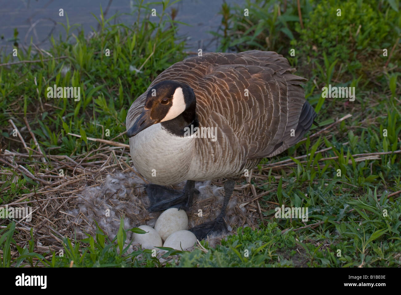 Canada Goose (Branta canadensis) Mother on nest with eggs - New York ...