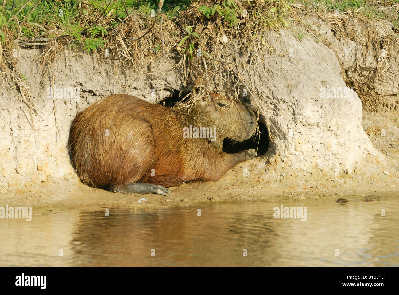 capybara - lying at the shore Stock Photo - Alamy