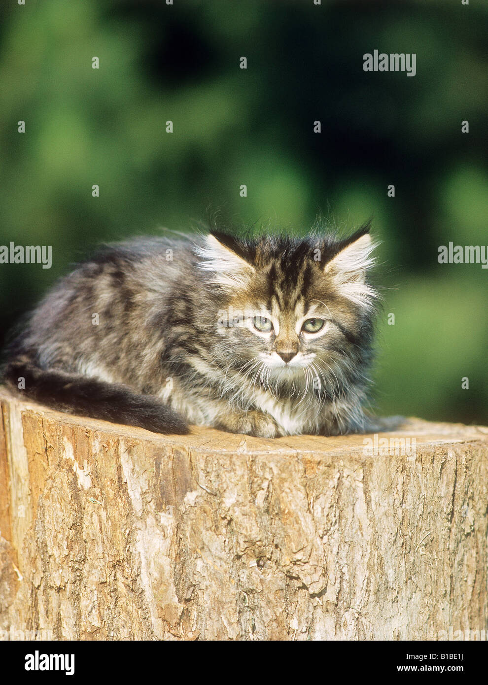 norwegian forest cat - lying on tree stump Stock Photo - Alamy