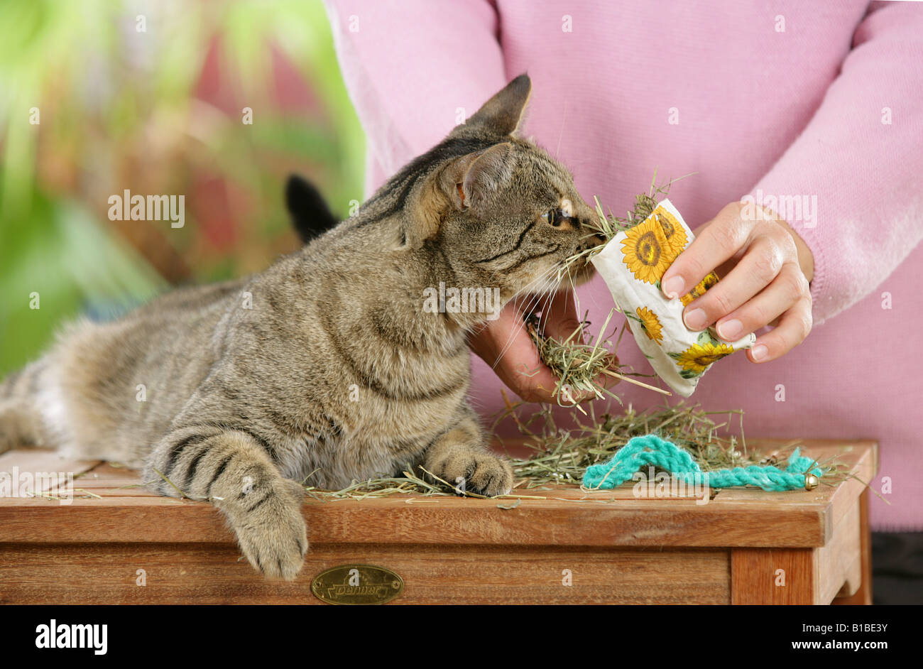 domestic cat - sniffing at hay Stock Photo - Alamy