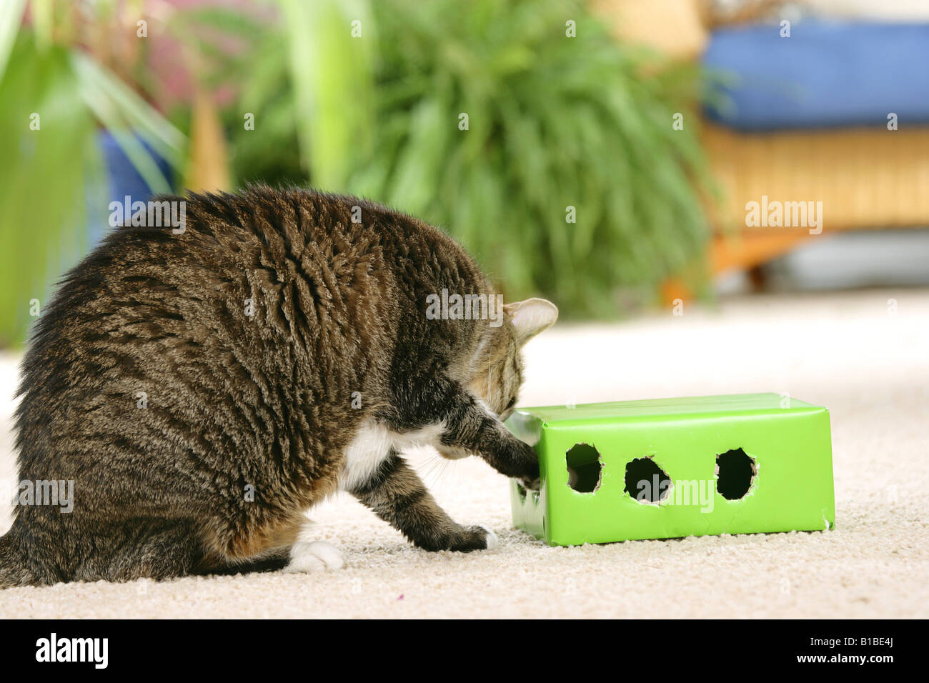 Cat play in box hi-res stock photography and images - Alamy