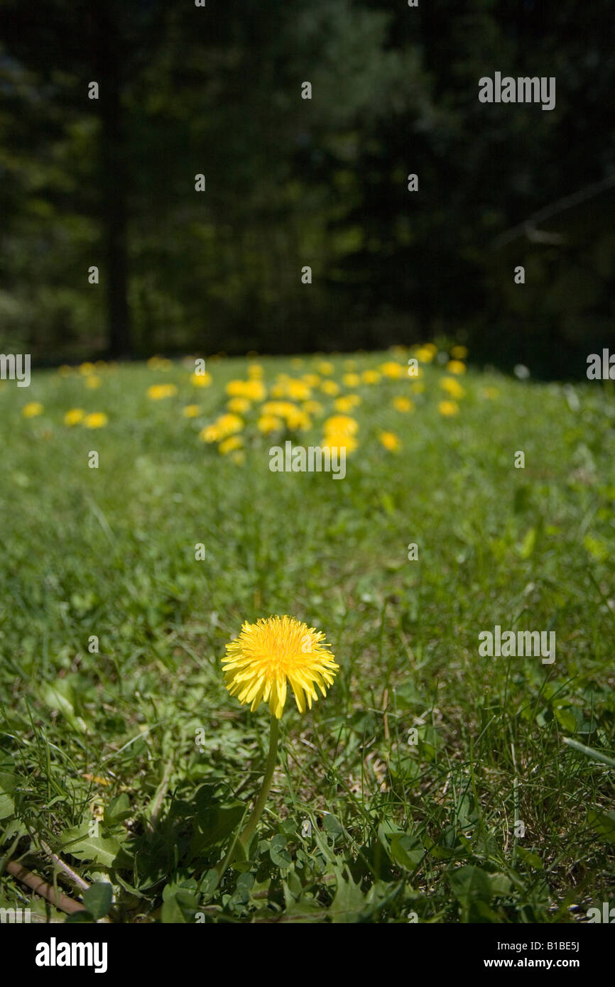 Photo of a lawn full of dandelions with a single dandelion in focus in ...