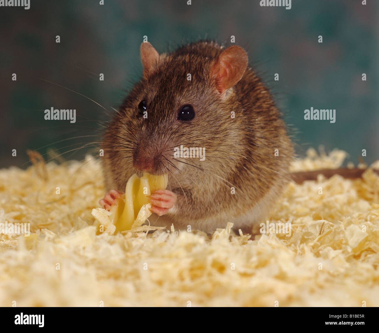 fancy rat - munching Stock Photo - Alamy