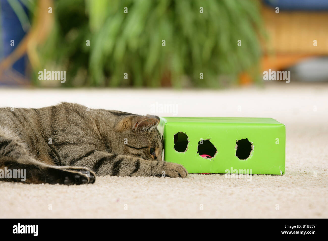 Box of cat biscuits hi-res stock photography and images - Alamy