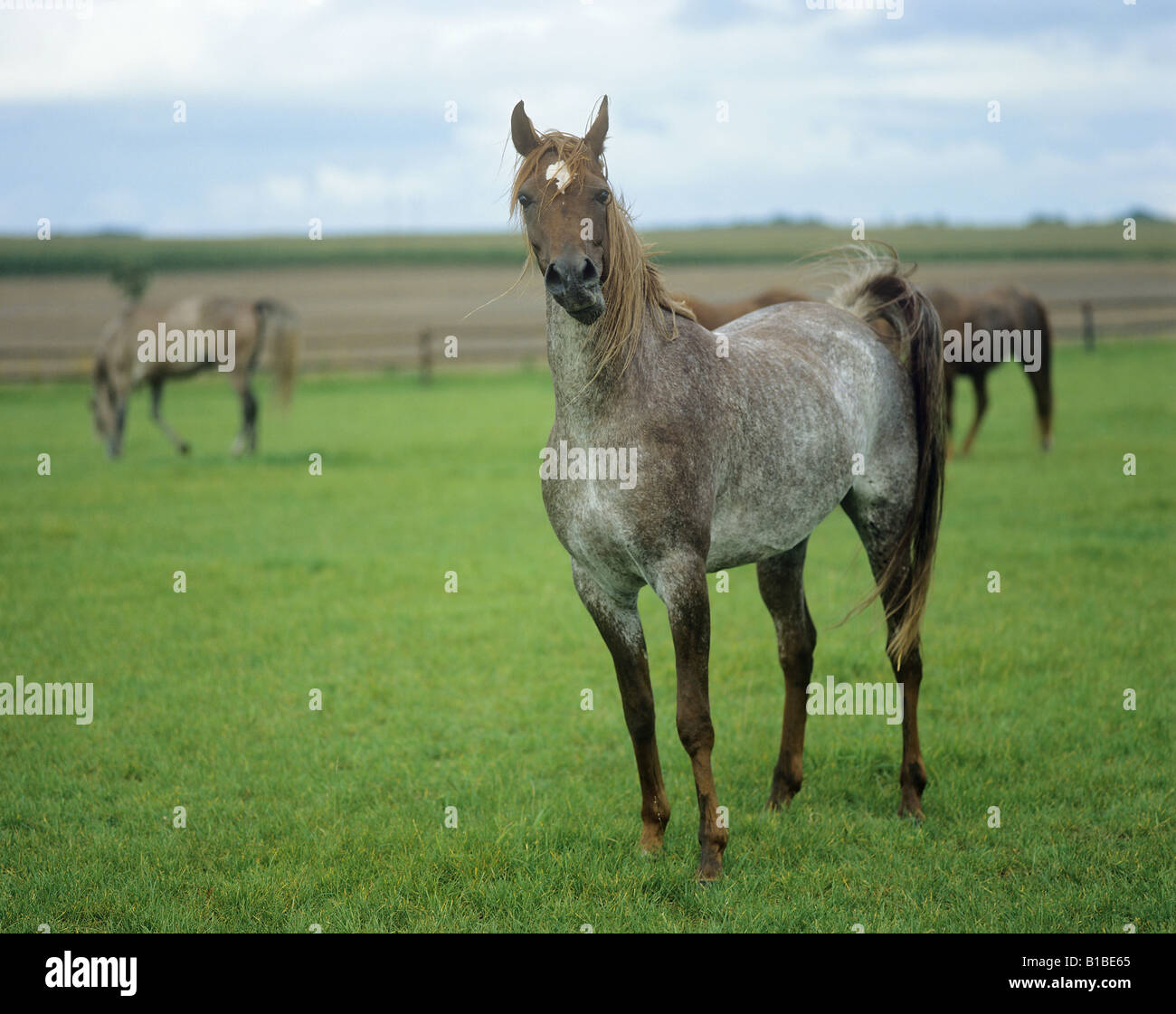 Asil-Arabian horse - standing on meadow Stock Photo - Alamy