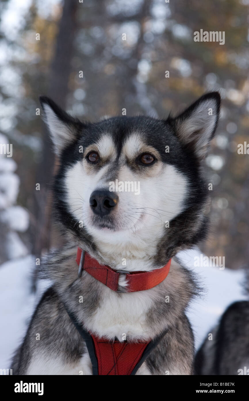 Husky in Swedish Lapland Stock Photo - Alamy