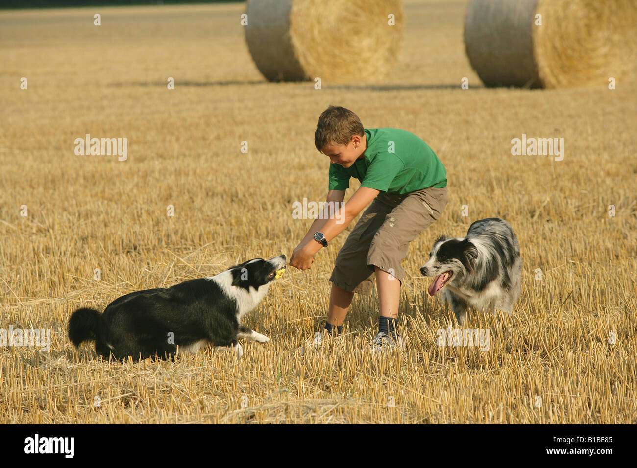 boy playing with two dogs Stock Photo - Alamy