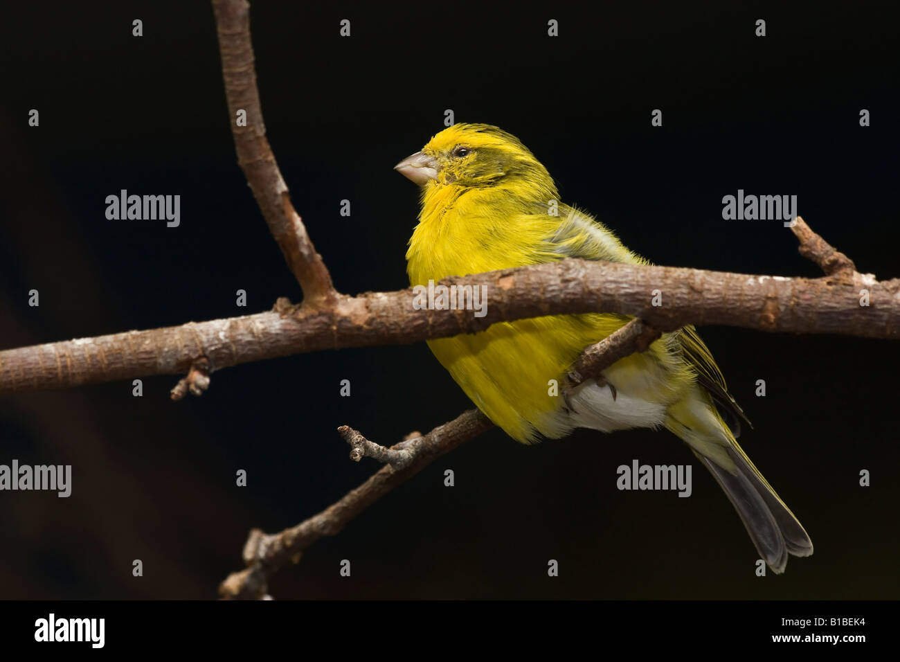 The toledo zoo hi-res stock photography and images - Alamy