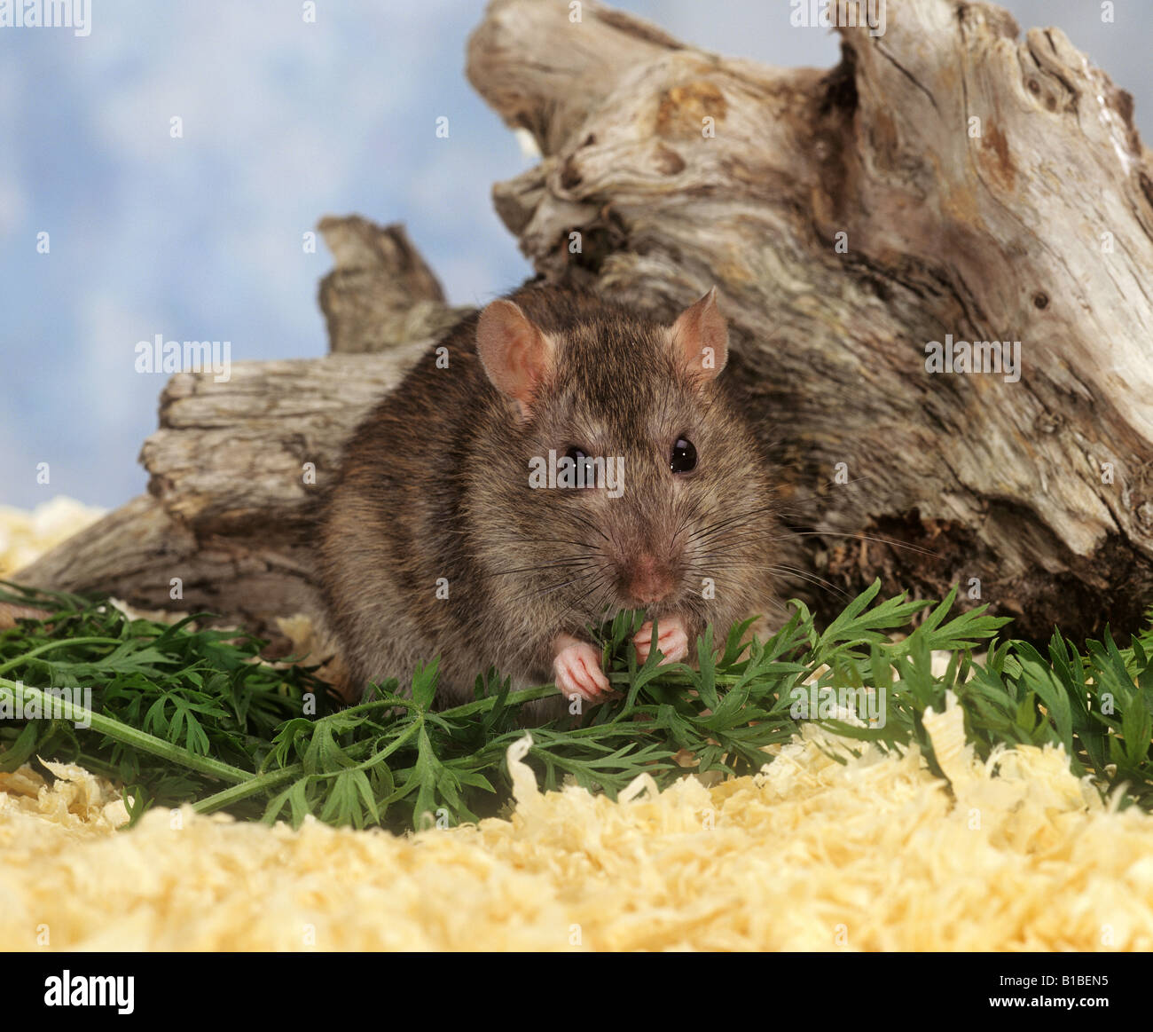 Fancy Rat, Pet Rat (Rattus norvegicus forma domestica) in front of a ...