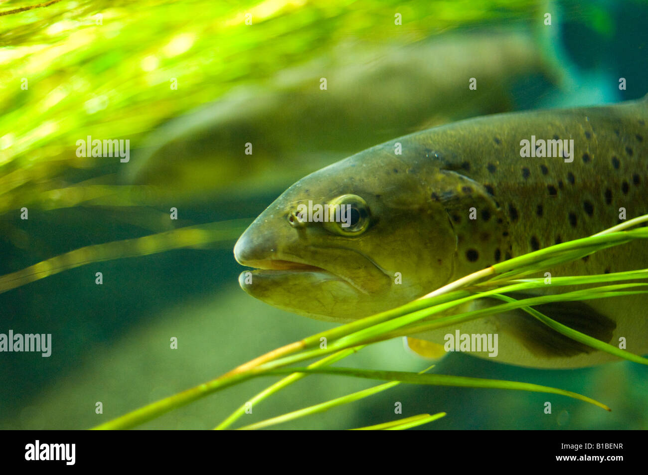 Fish in a tank Stock Photo - Alamy