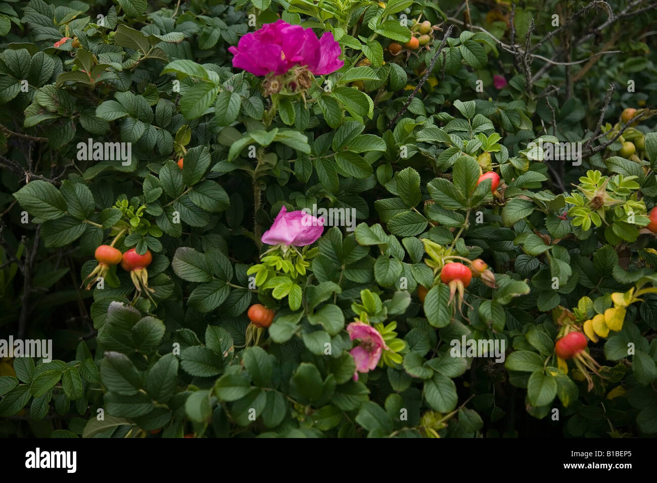 Rosa rugosa hi-res stock photography and images - Alamy