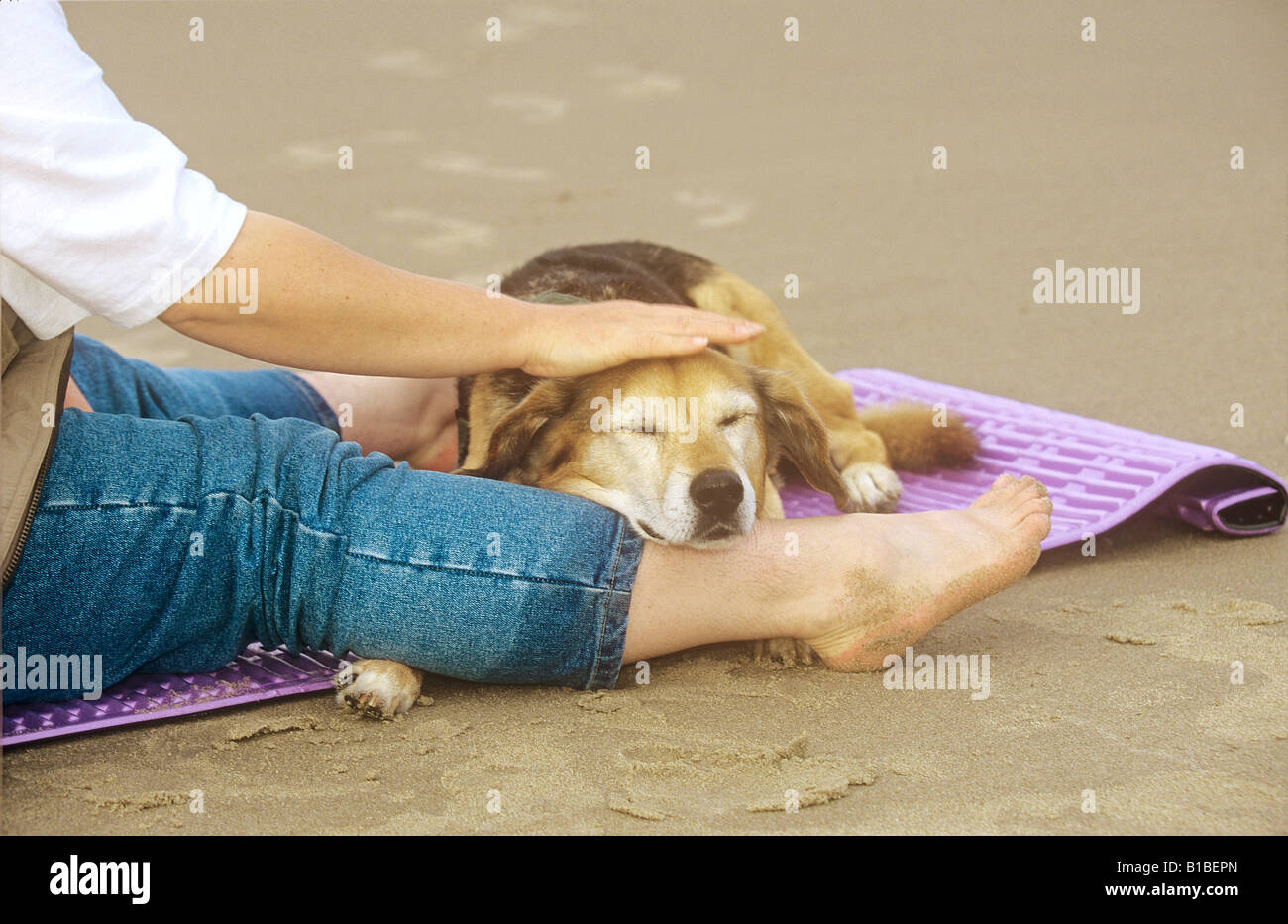 half breed dog - sleeping Stock Photo - Alamy