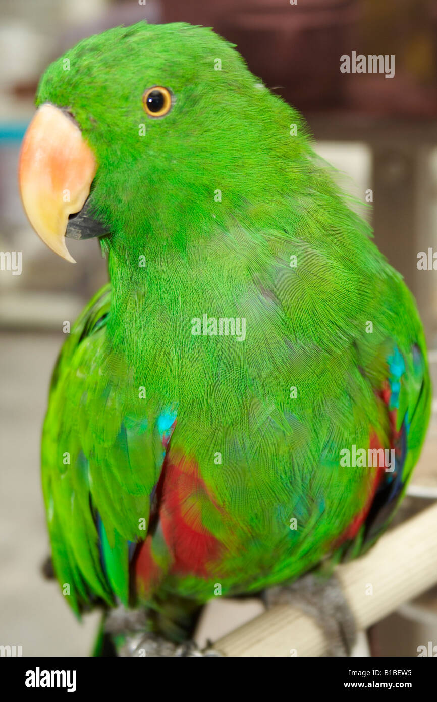Parrot, Hong Kong Bird Market, Hong Kong, China Stock Photo - Alamy