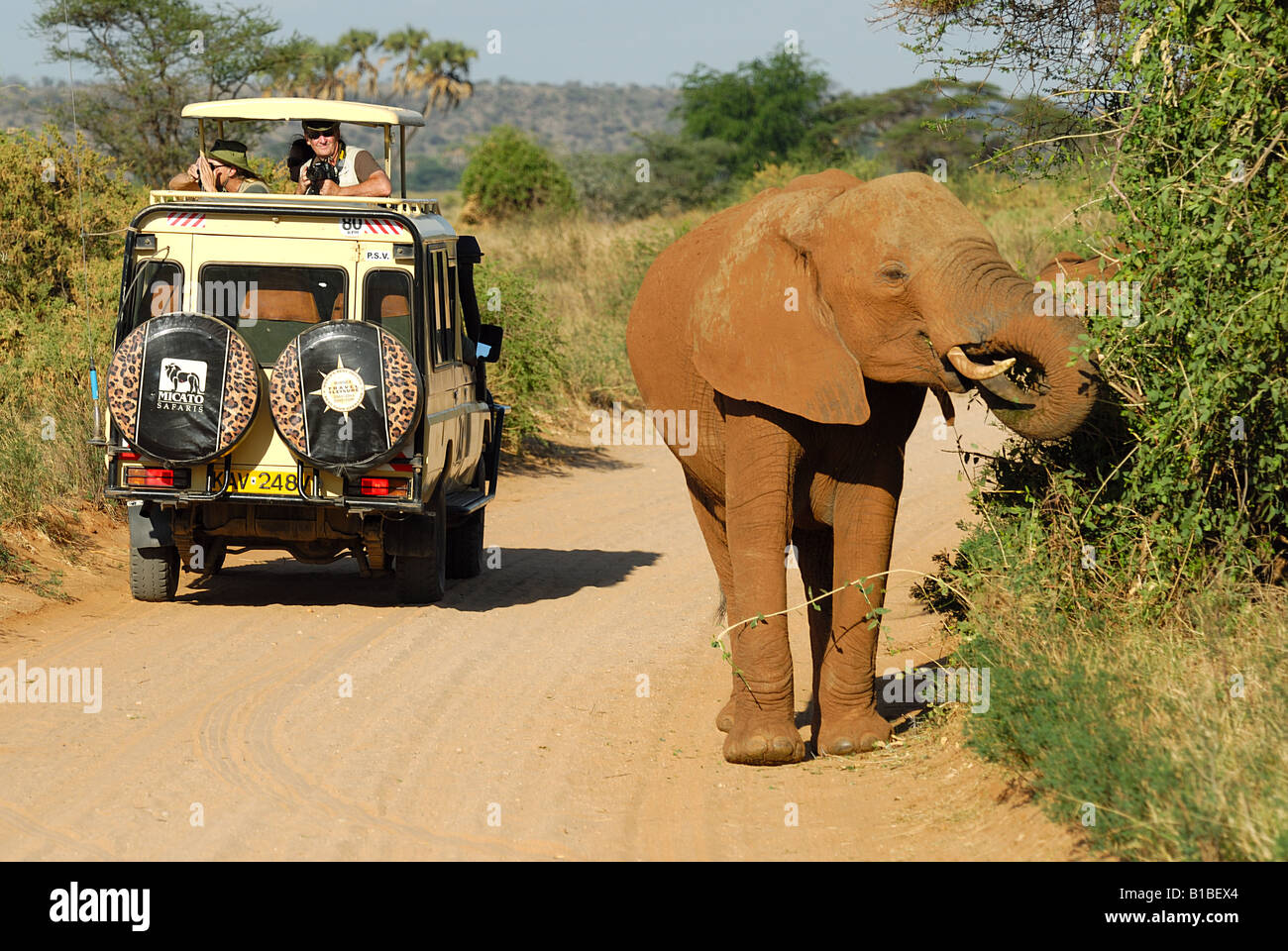 people watching African elephant / Loxodonta africana Stock Photo - Alamy