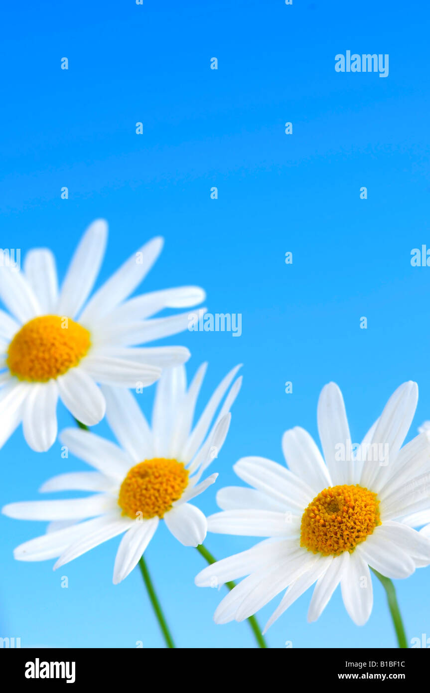 Daisy flowers macro on light blue background Stock Photo - Alamy