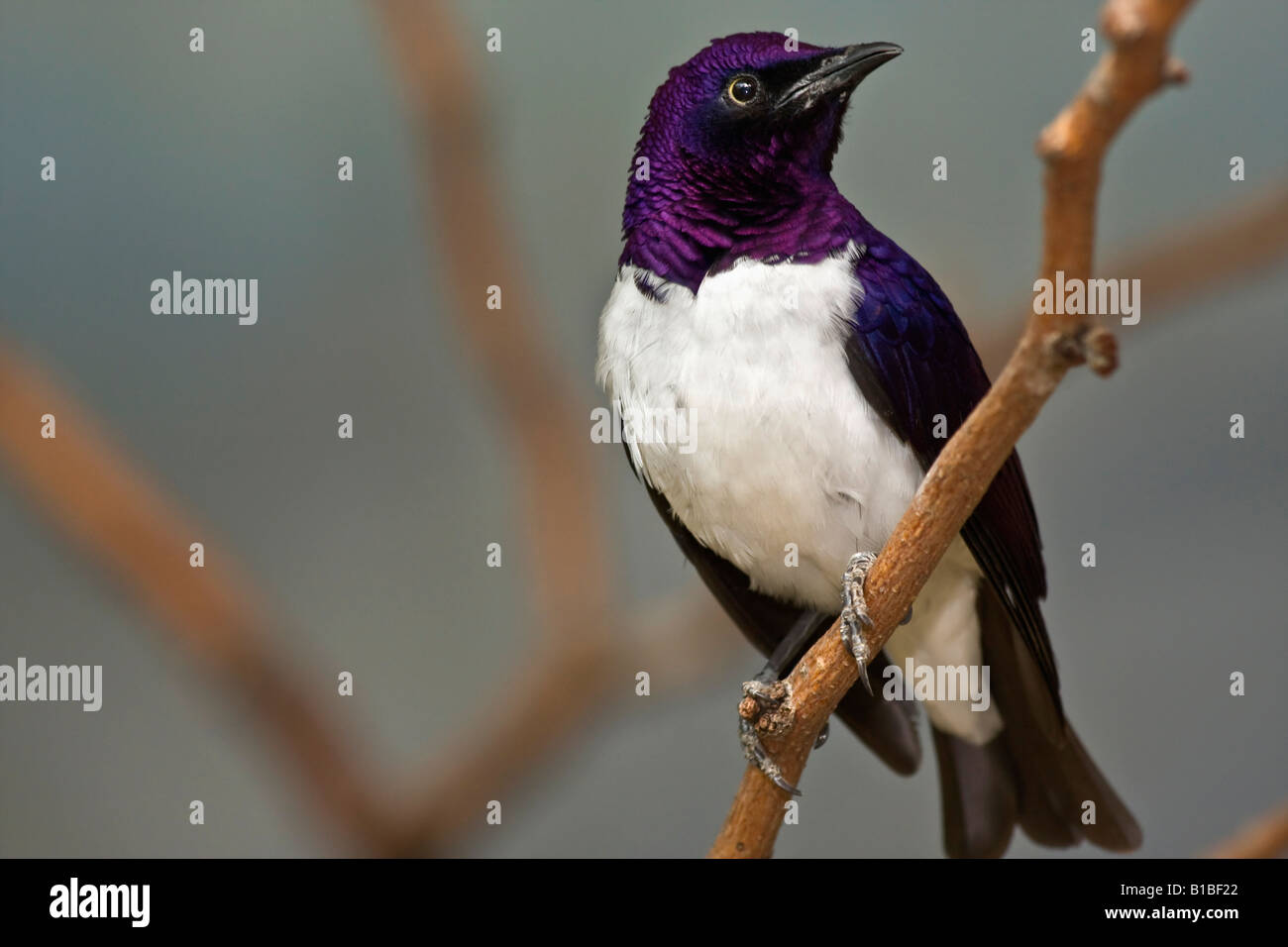 Exotic a bird Amethyst Starling Cinnyricinclus leucogaster verreavi ...