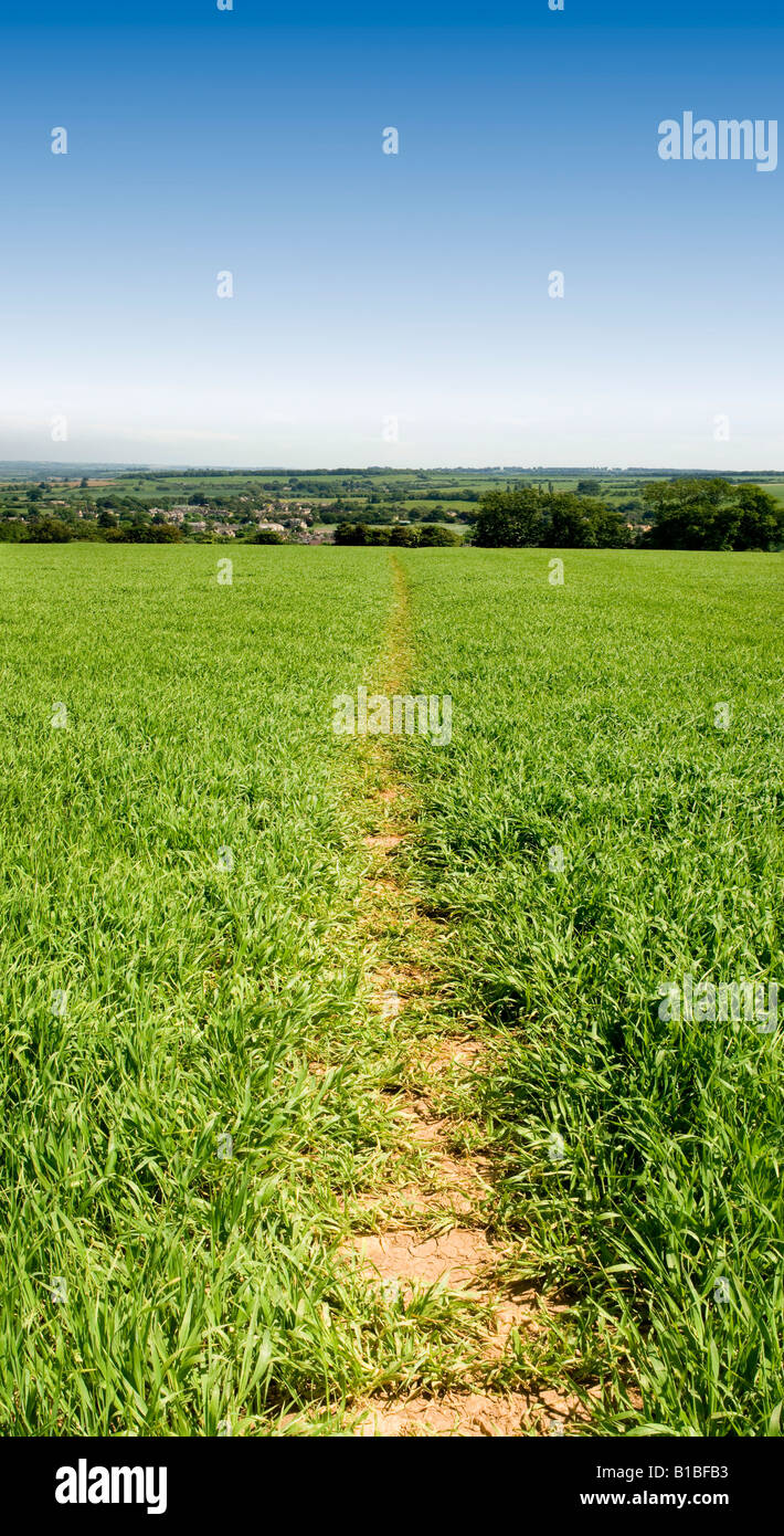a field of crops Stock Photo - Alamy