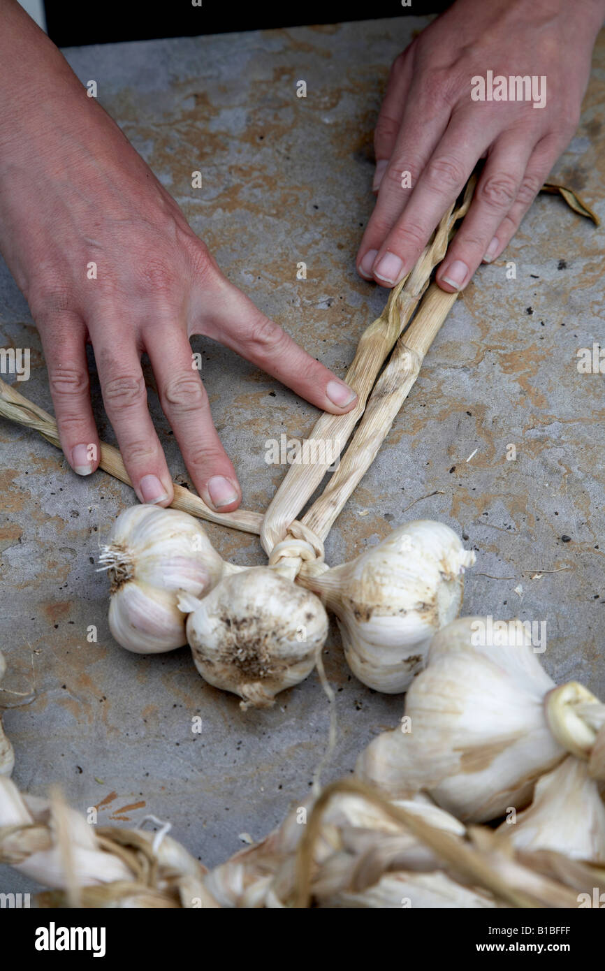person tying a garland of garlic series Stock Photo - Alamy